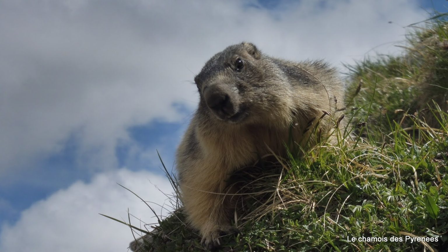 La marmotte – Le chamois des Pyrénées